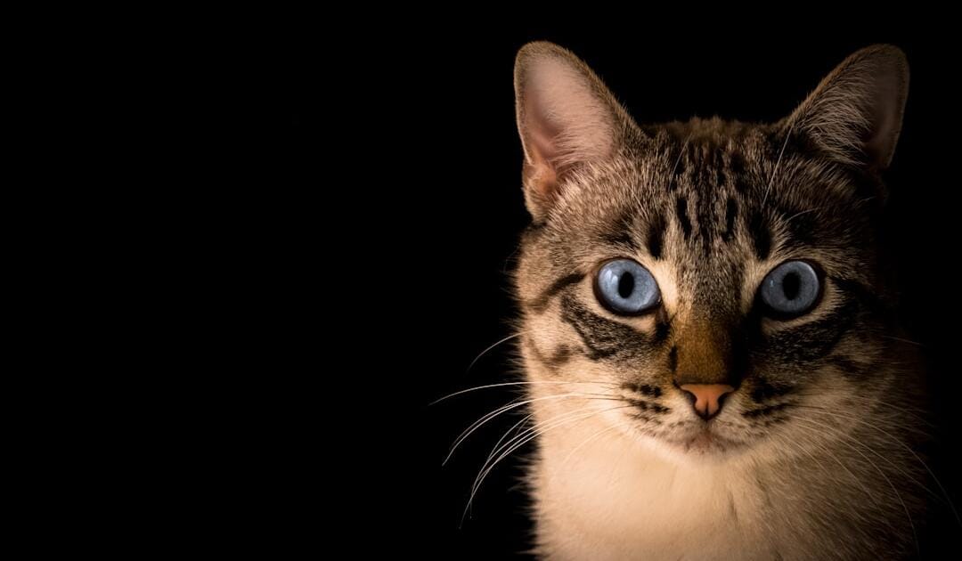 Stray Cats and Urban Ecology - The Forest Blog